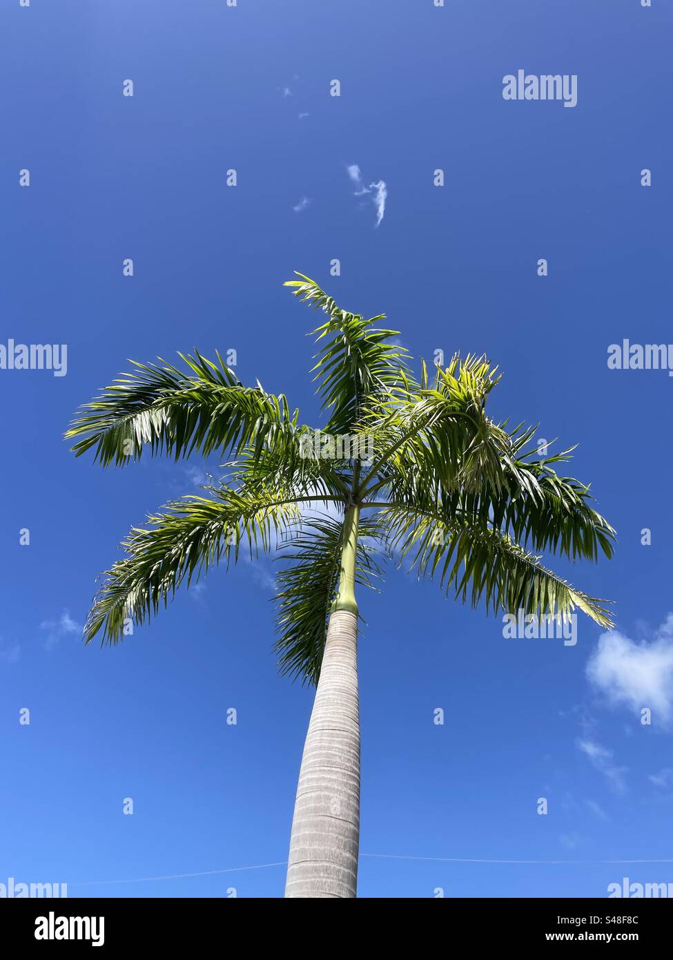 Barbados tree hi-res stock photography and images - Alamy