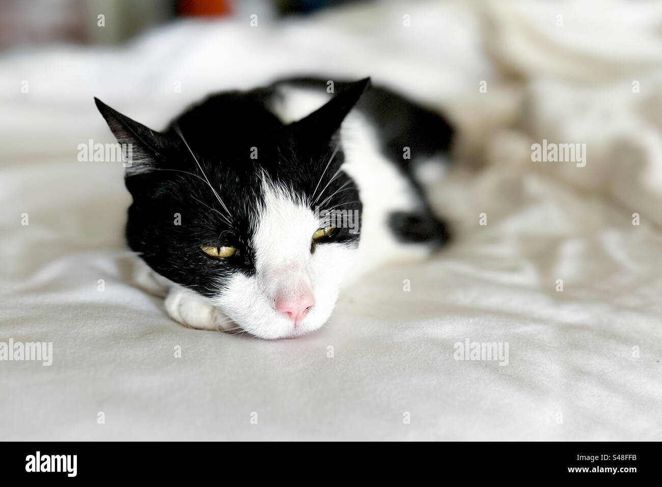 Sleepy kitty hi-res stock photography and images - Alamy