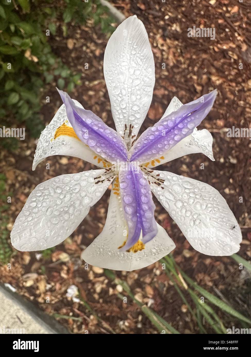 Lavender lily hi-res stock photography and images - Alamy
