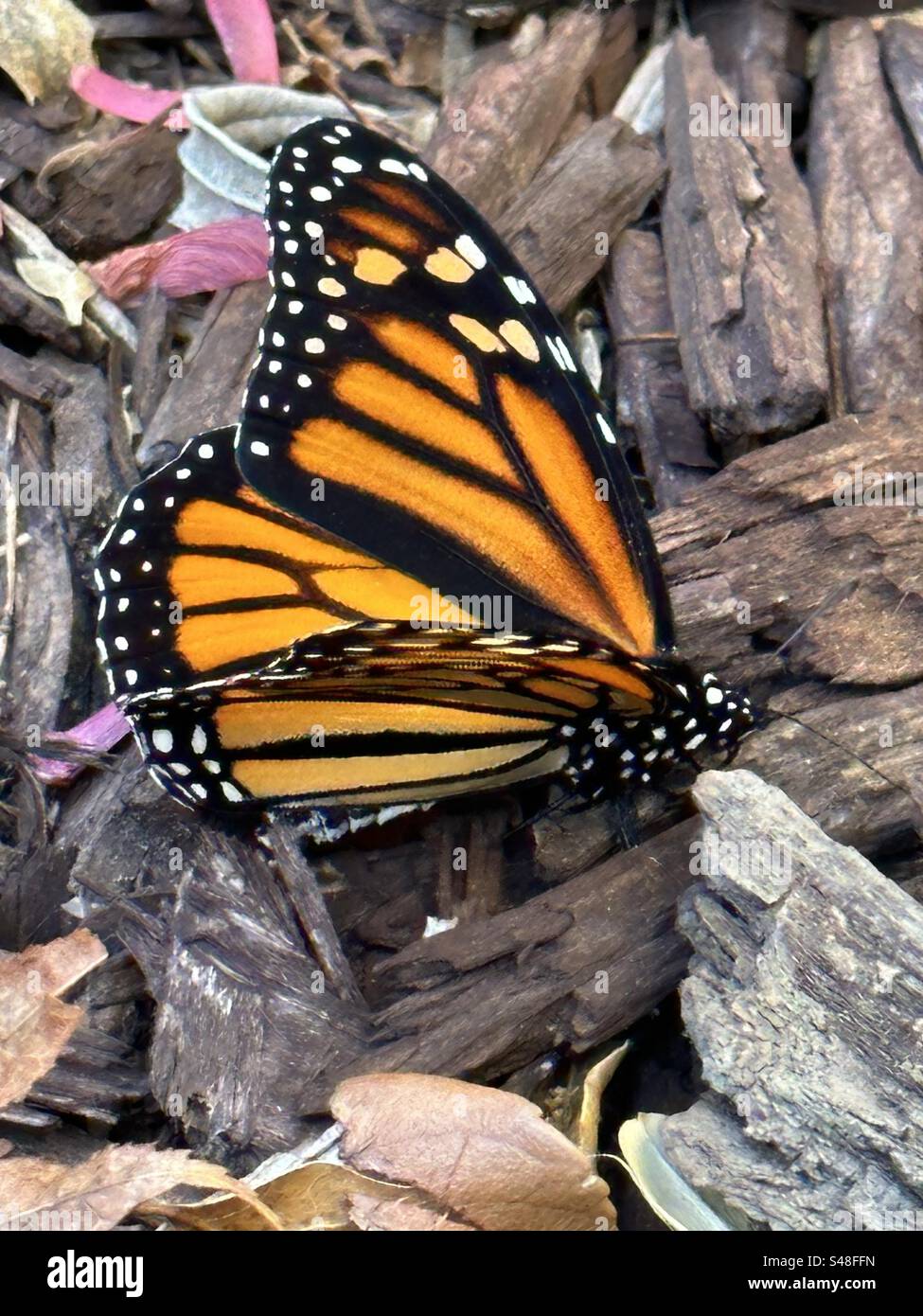 Monarch butterfly sitting hi-res stock photography and images - Alamy