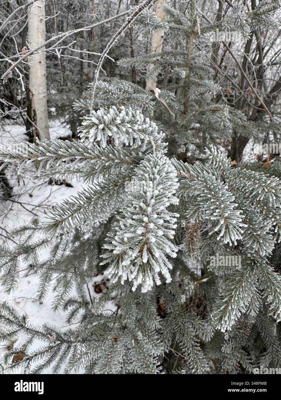 Alaska snow covered birch spruce forest hi-res stock photography and ...