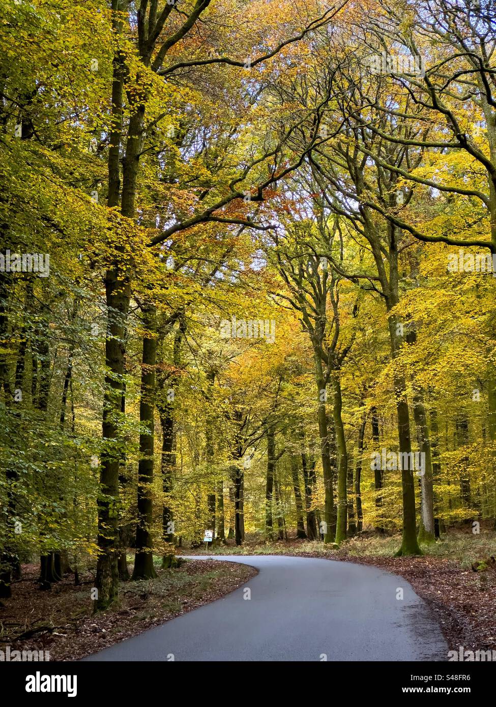 Forest of Dean in autumn splendour Stock Photo - Alamy