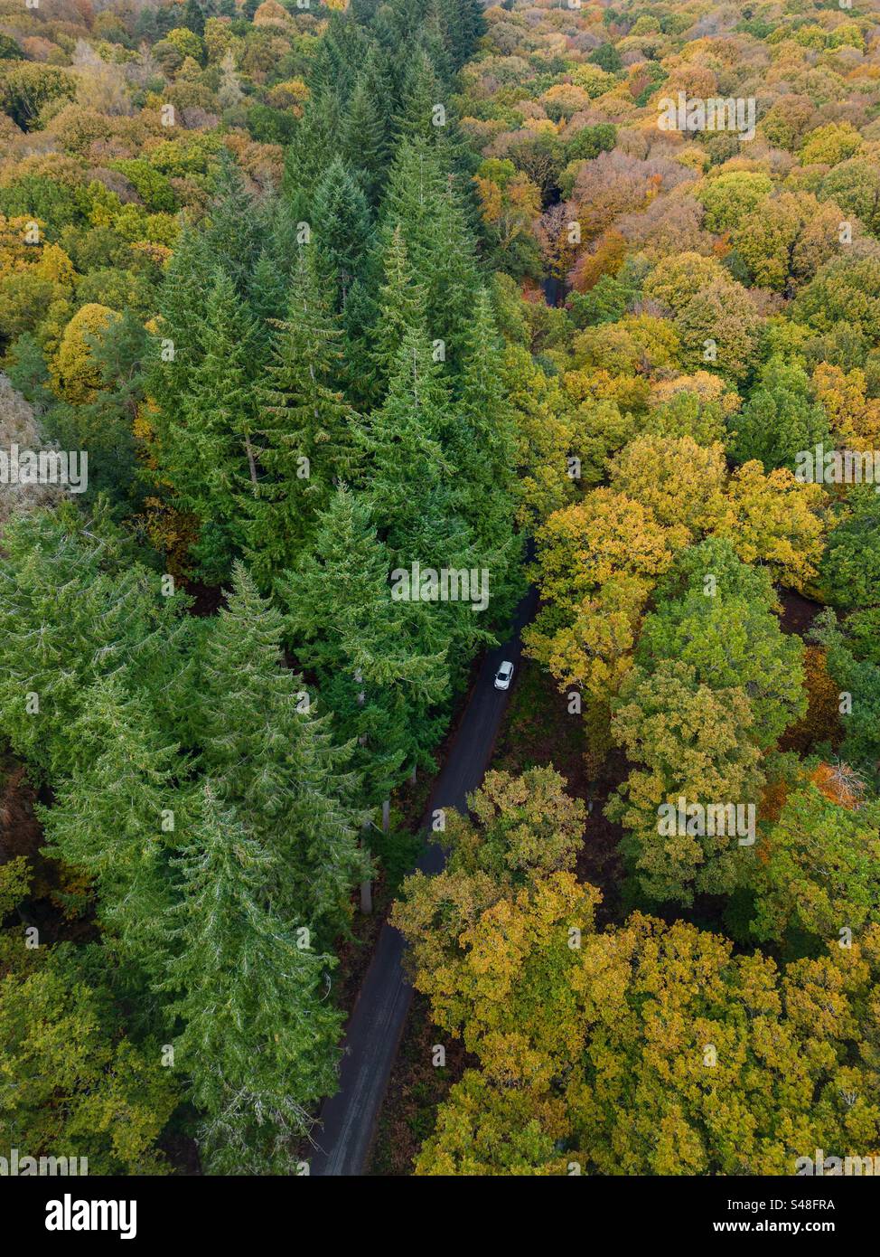 Road through forest dean hi-res stock photography and images - Alamy