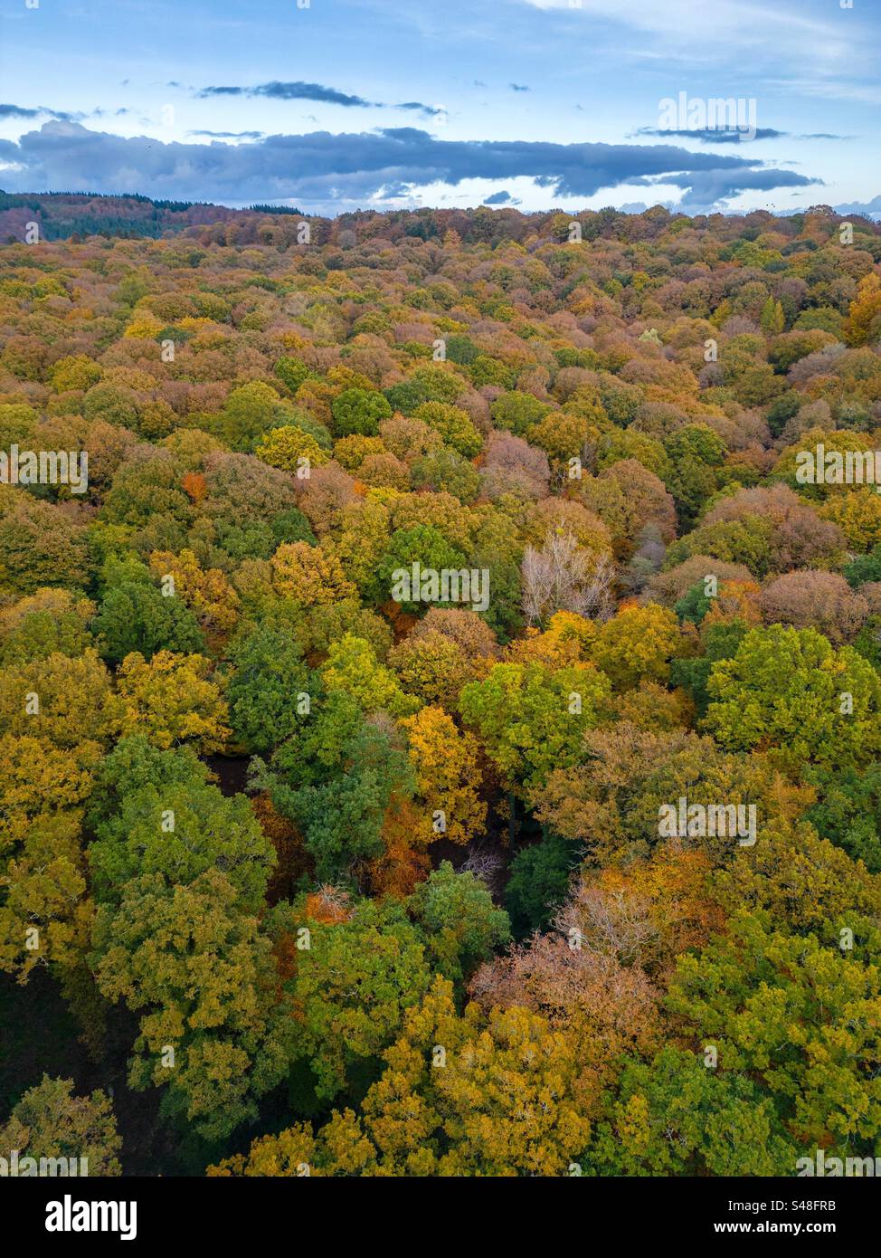 Forest of Dean canopy and sky. Gloucestershire Stock Photo - Alamy