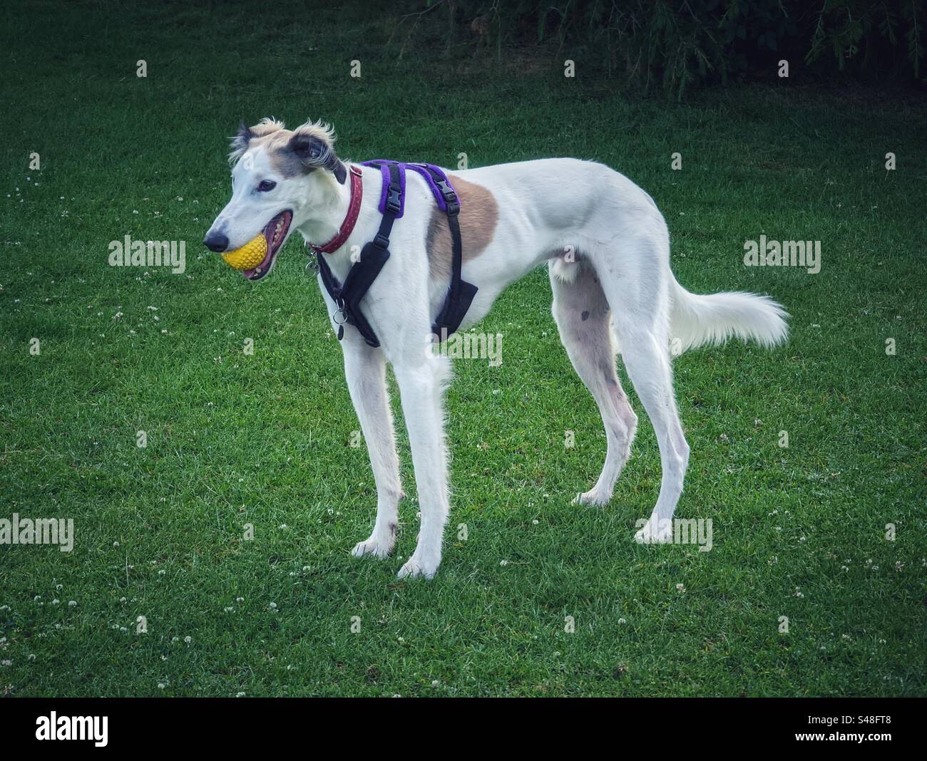 Lurcher dog hi-res stock photography and images - Alamy