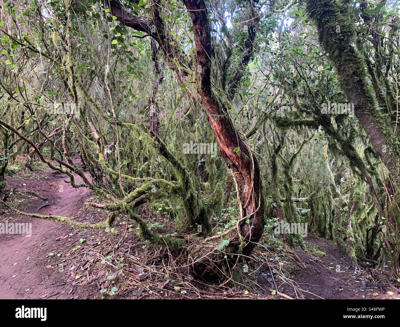 Enchanted forest Tenerife anaga park Stock Photo - Alamy