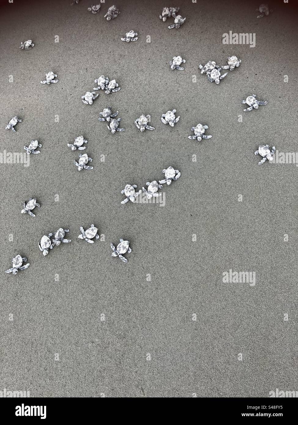 Save turtles hi-res stock photography and images - Alamy