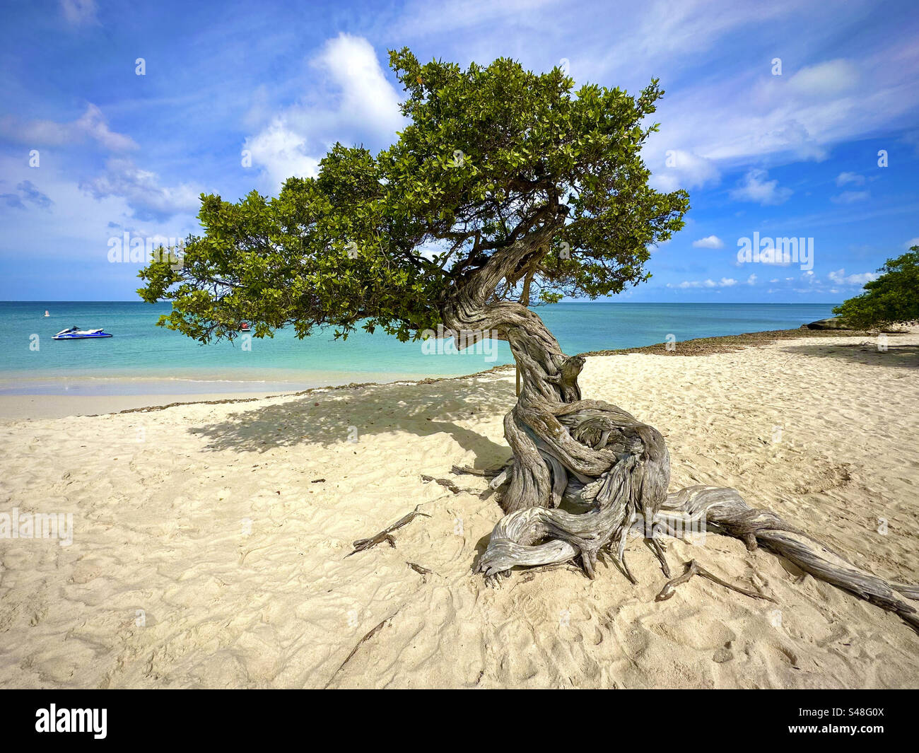 Fofoti tree. Eagle Beach. Aruba, Dutch Antilles Stock Photo - Alamy
