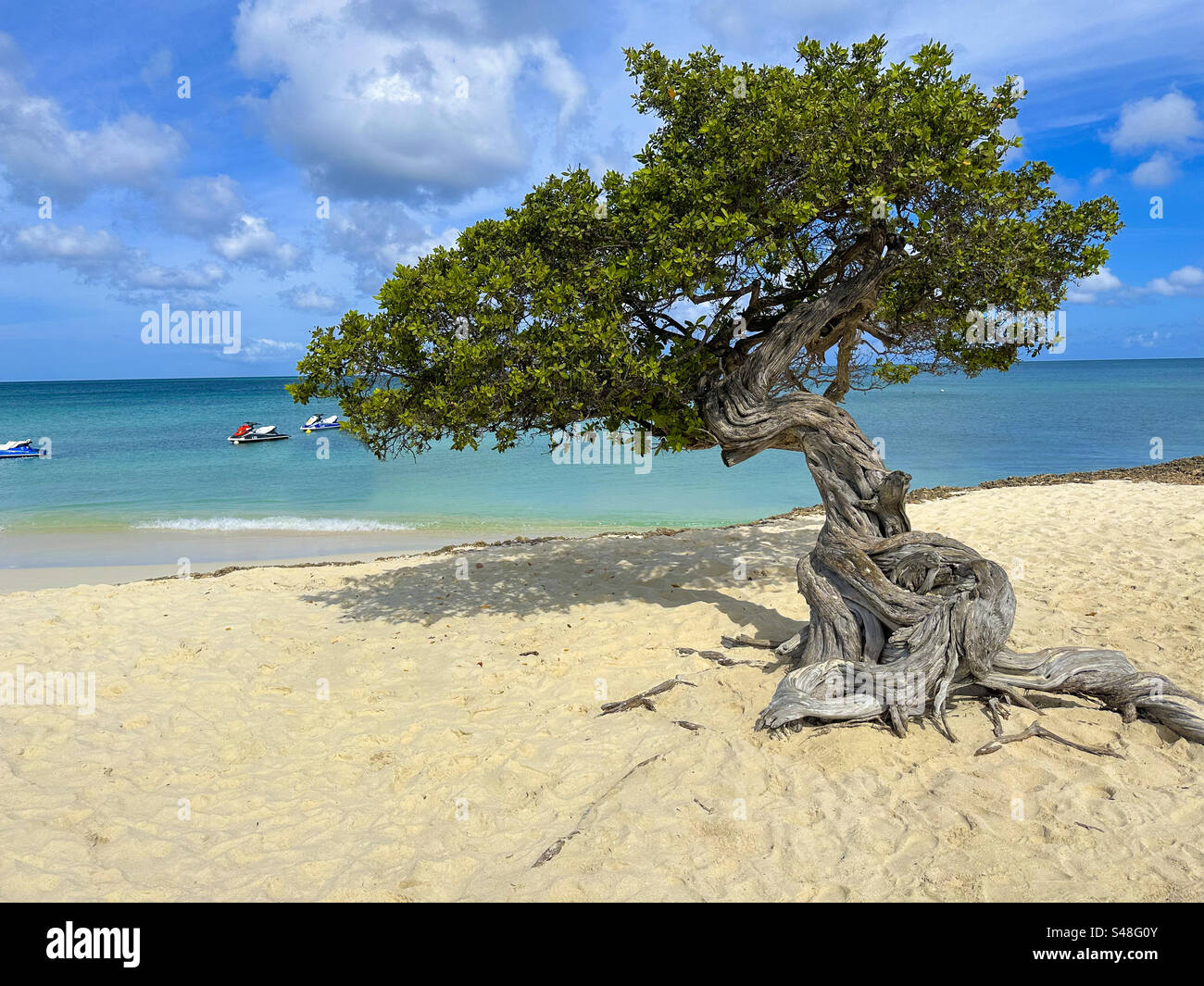 Fofoti tree, Eagle Beach, Aruba, Dutch Antilles. Caribbean Stock Photo ...
