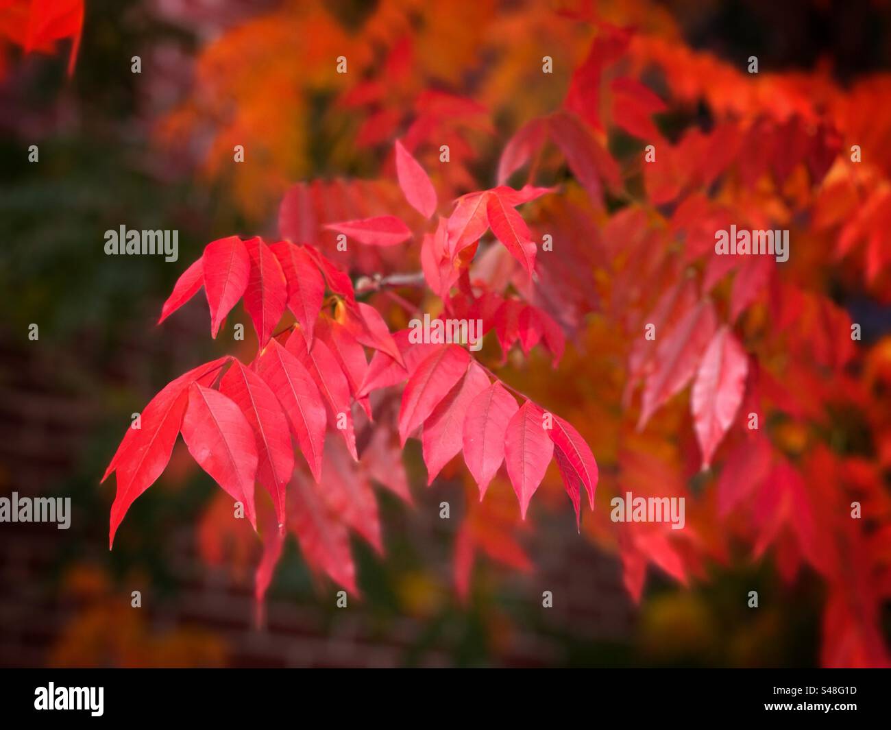 Chinese pistache tree hi-res stock photography and images - Alamy