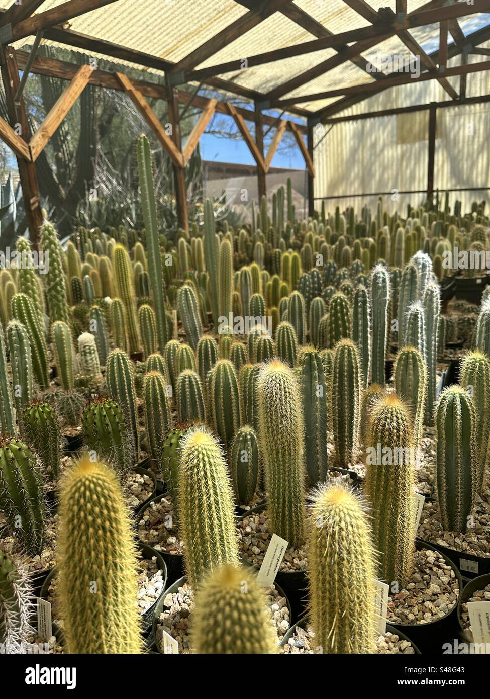 Columnar cacti hi-res stock photography and images - Alamy
