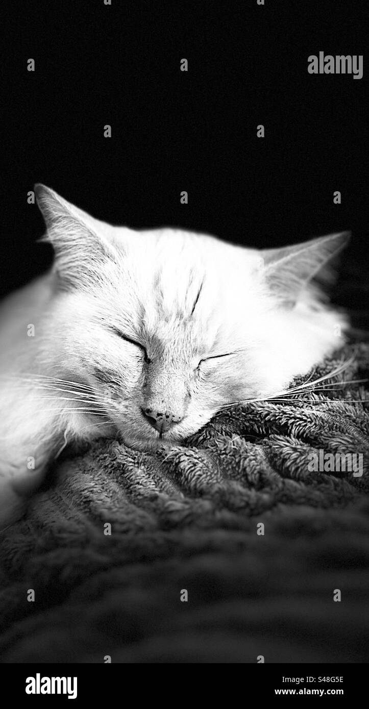 Portrait of sleeping black cat hi-res stock photography and images - Alamy
