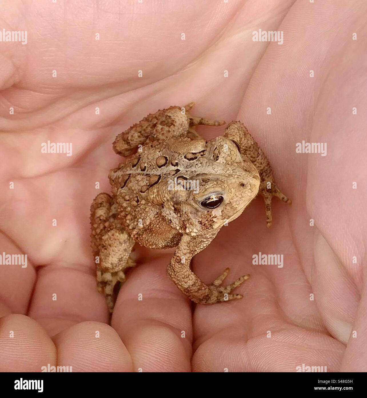 Golden toad hi-res stock photography and images - Alamy