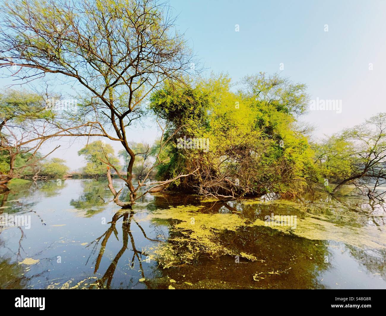 Beautiful landscape with trees and their reflection in the water Stock ...