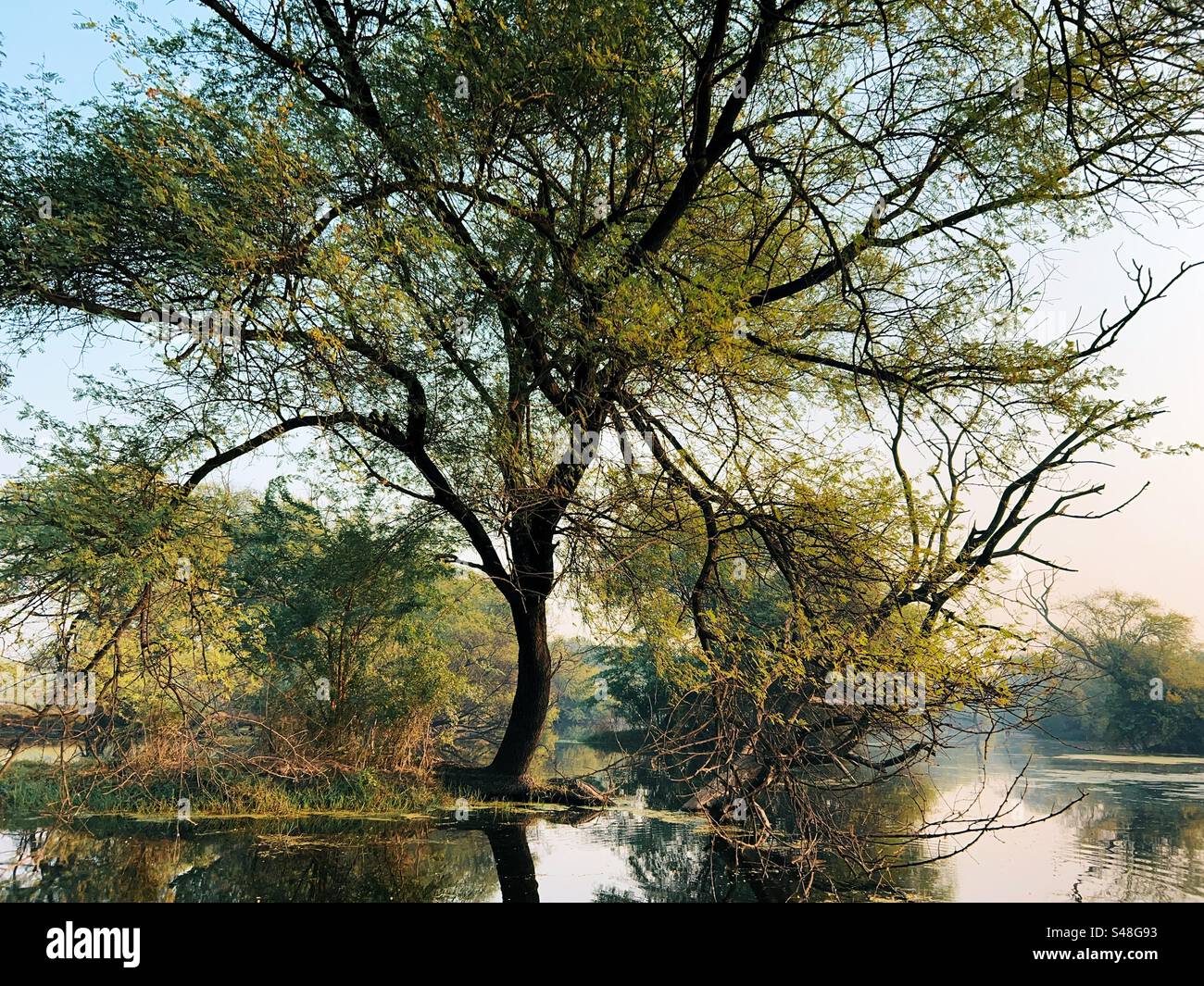 Beautiful natural landscape with trees and shrubs by the river Stock ...