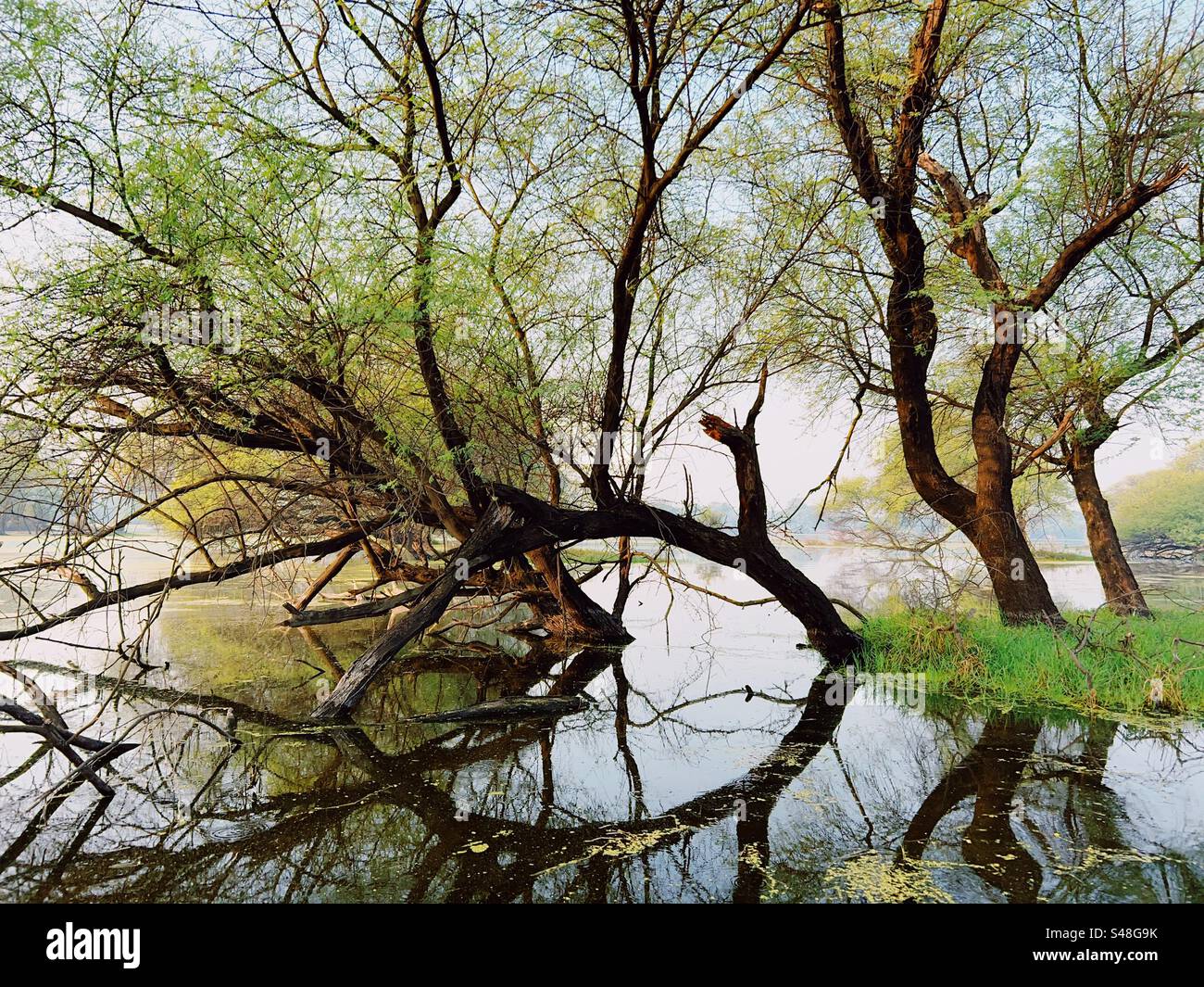 Beautiful trees growing out of water and their reflection Stock Photo ...