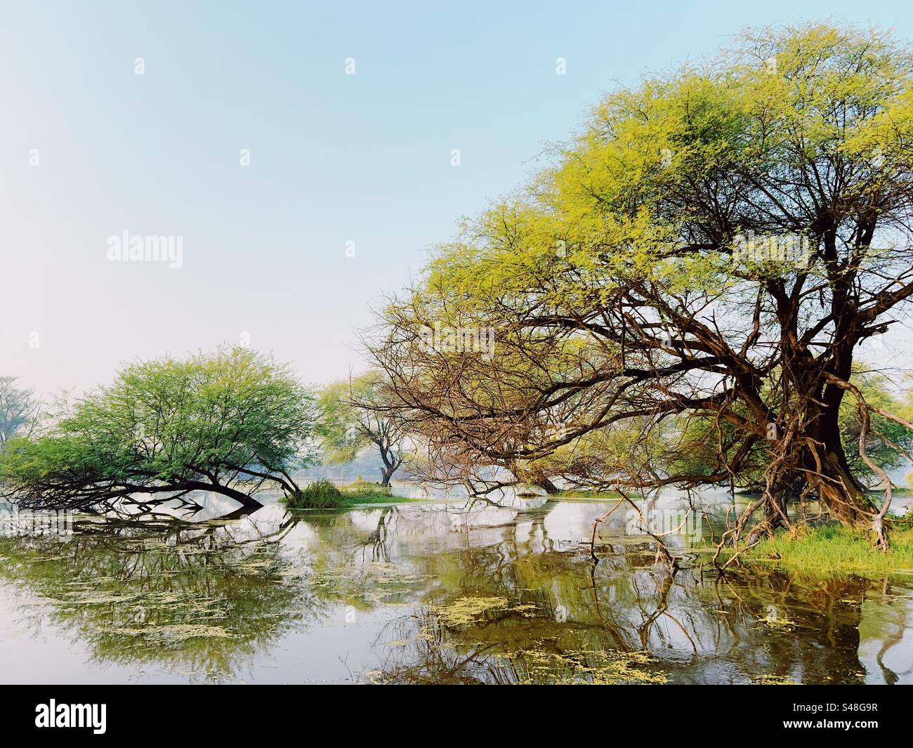 Natural beauty with trees on the river and their reflection in the ...