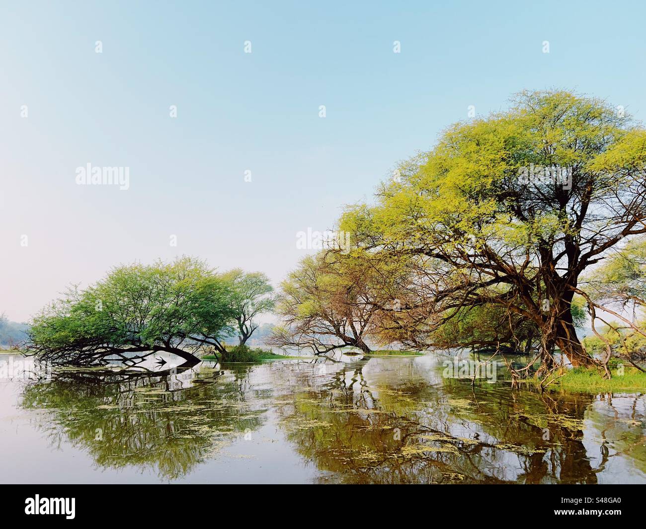 Beautiful trees in a jungle by the river Stock Photo - Alamy