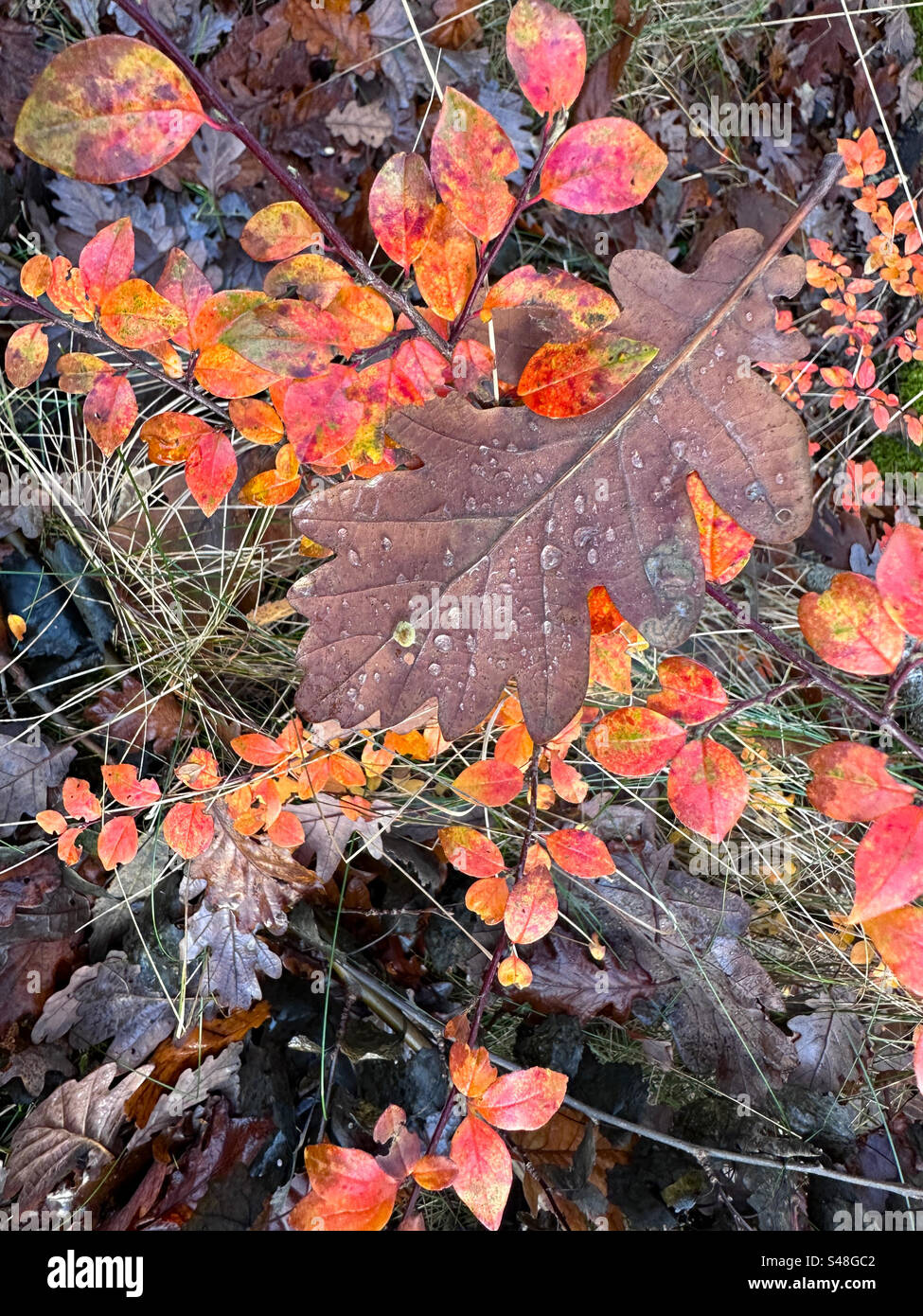 A fallen oak leaf rests in the branches of a bush on the island of ...