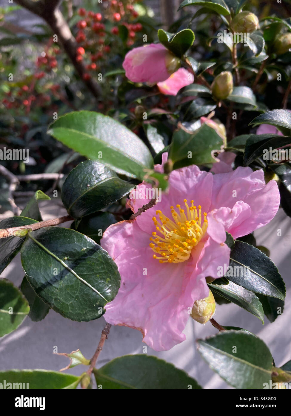 Camellia asia hi-res stock photography and images - Alamy