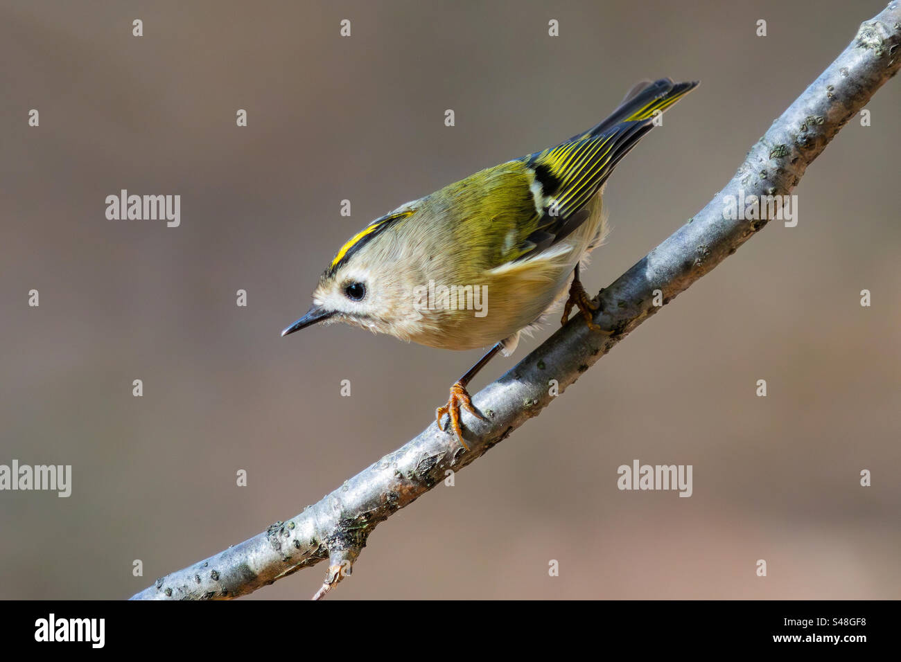 Goldcrest bird hi-res stock photography and images - Alamy