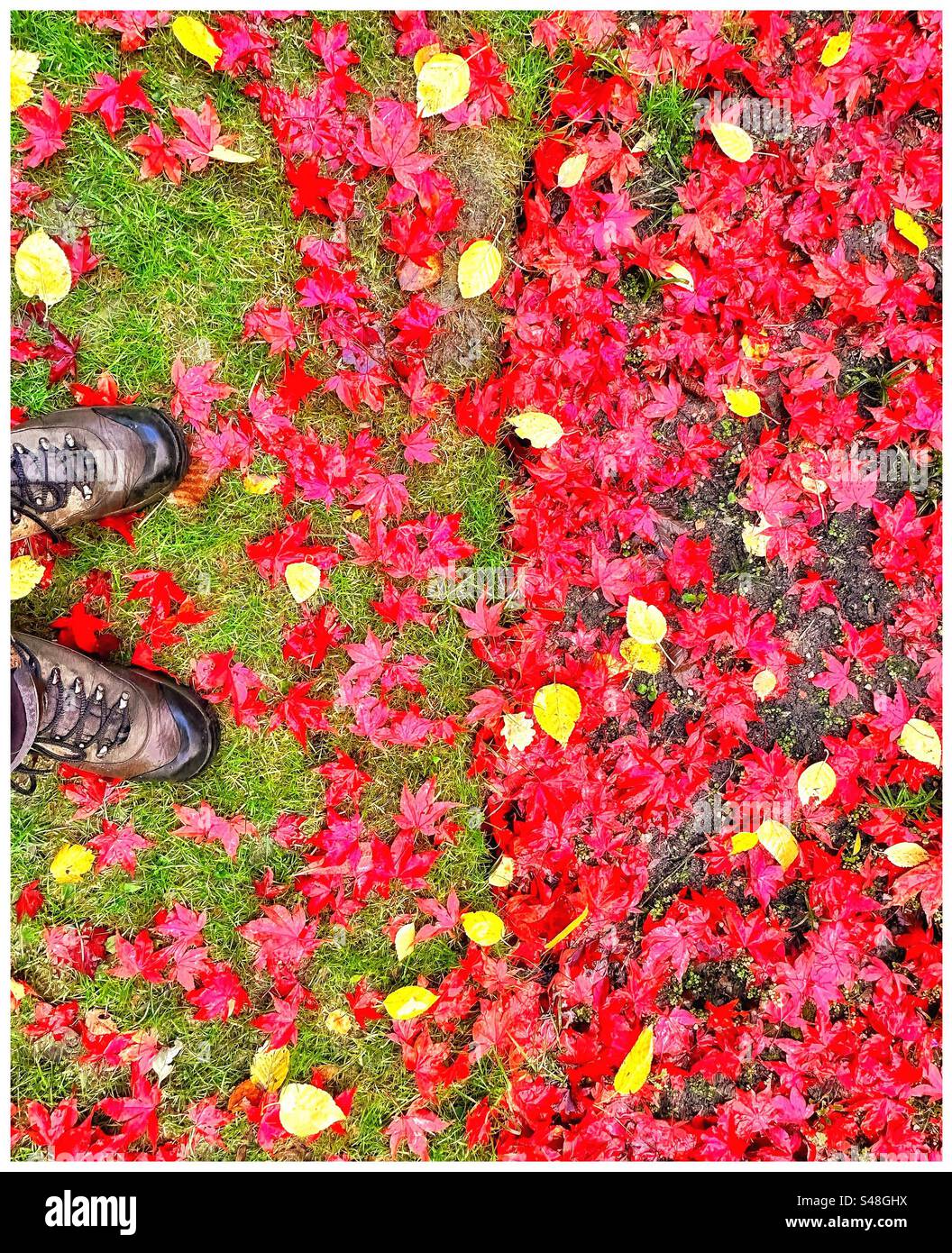 Colourful fallen leaves hi-res stock photography and images - Alamy
