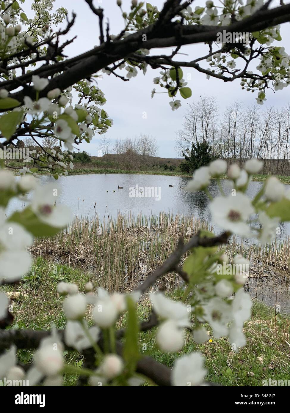 Spring in the Laurel Highlands Stock Photo - Alamy