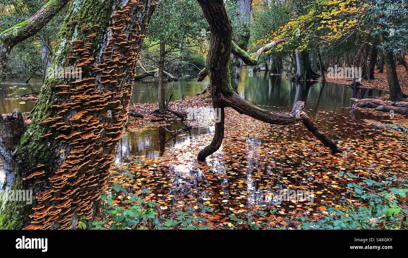 Alder bracket fungus next to flooded Beaulieu River in Autumn at King's ...
