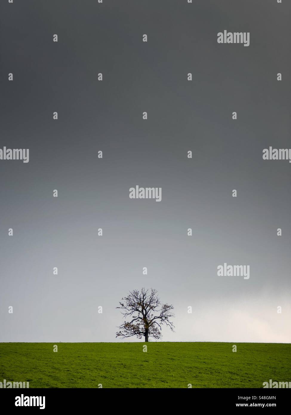 Lone tree on a grey day. Penhow Stock Photo - Alamy