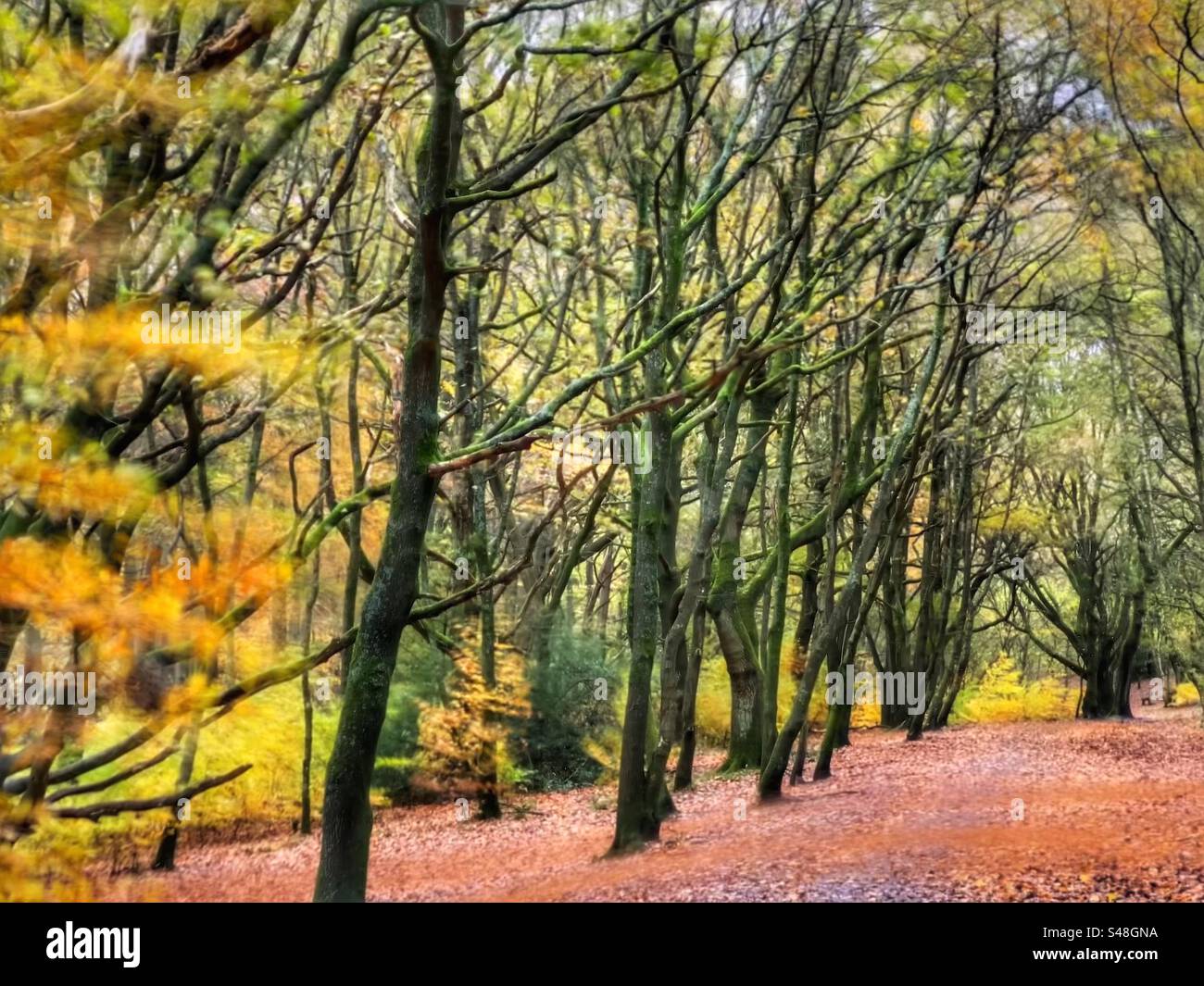 Autumn colours at Rivington near Chorley in Lancashire. A windy day ...