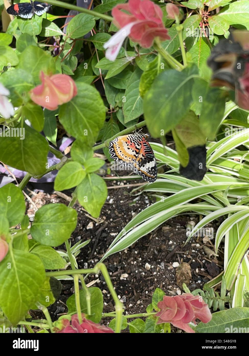 Cethosia cyans, Leopard Lacewing butterfly, Yellow red white wings with ...