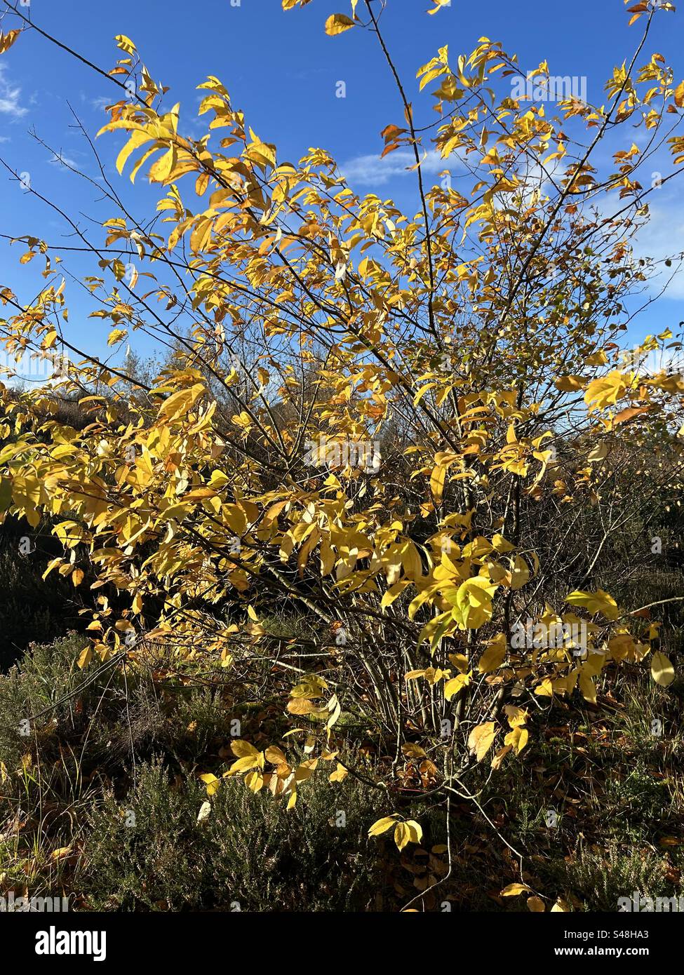 Goat willow tree hi-res stock photography and images - Alamy