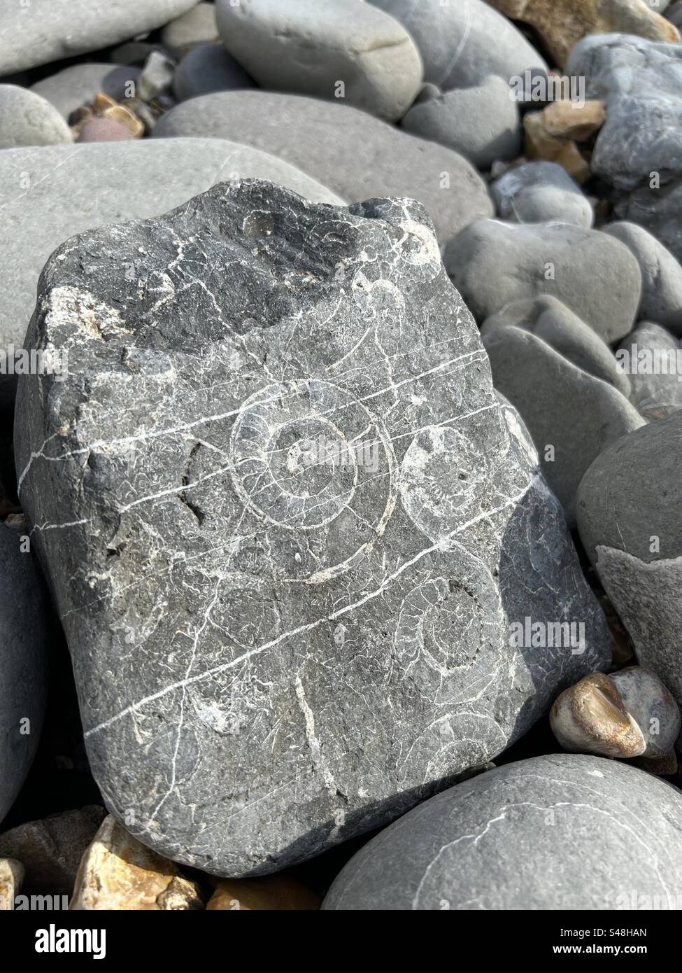 Ammonite dorset hi-res stock photography and images - Alamy