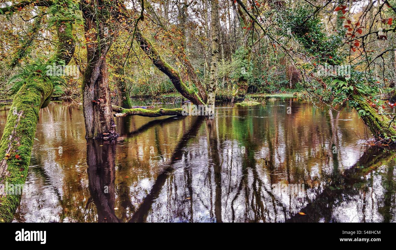 Flooded trees along Beaulieu River in Autumn at King's Hat ...