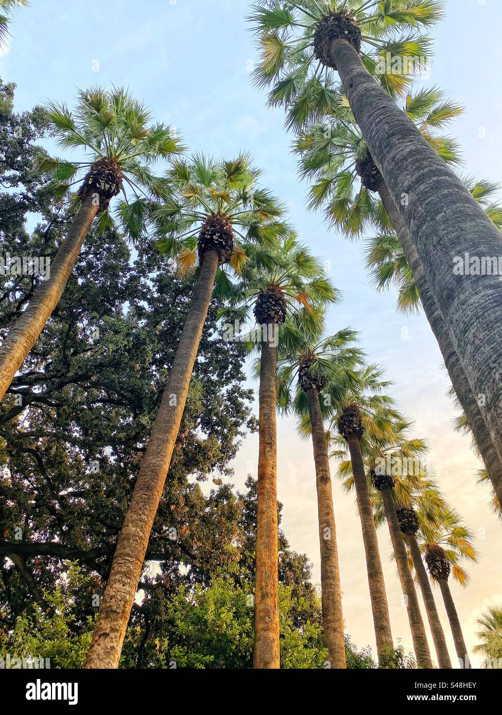 Tall straight trees hi-res stock photography and images - Alamy