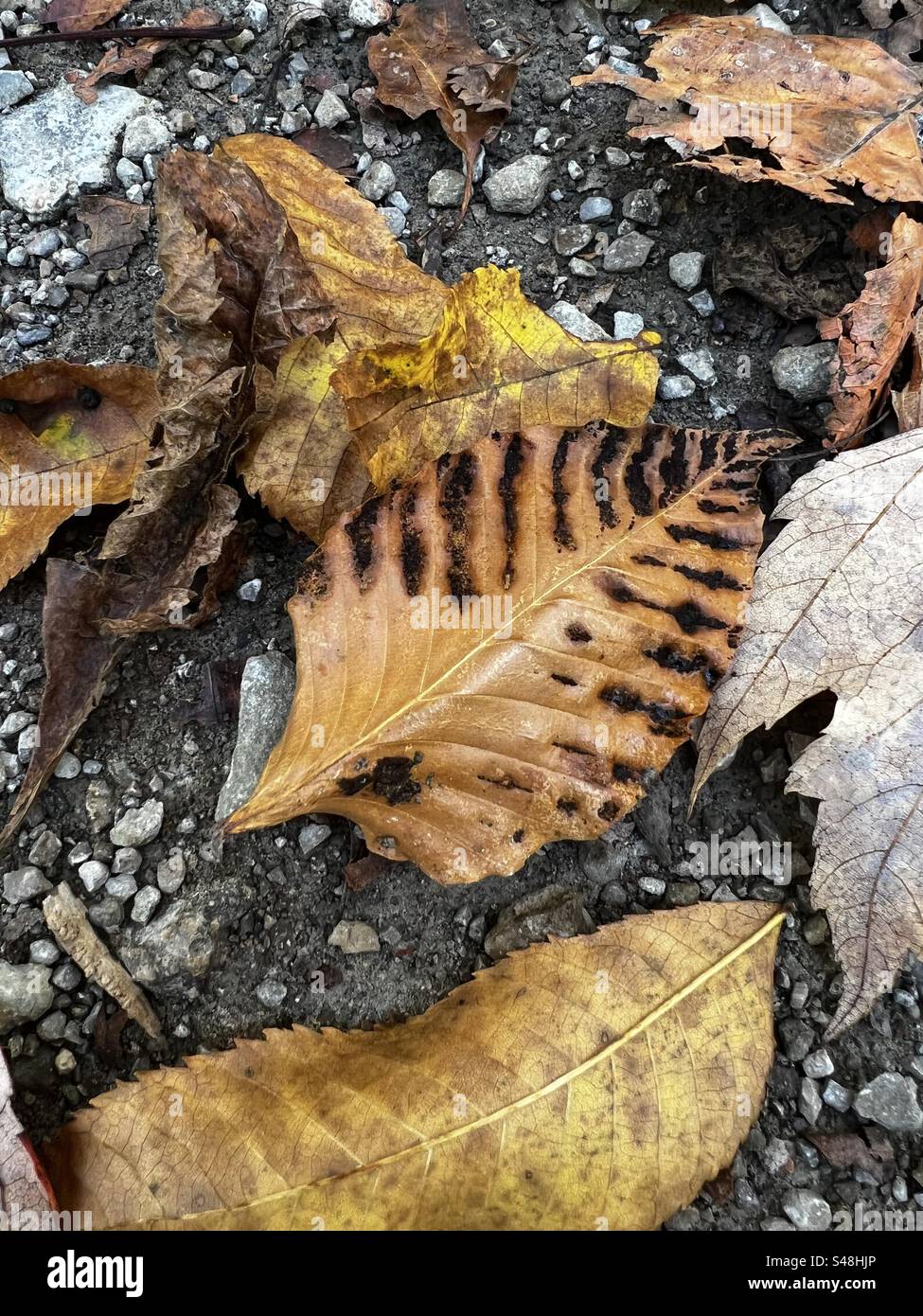 Beech leaf in hi-res stock photography and images - Alamy