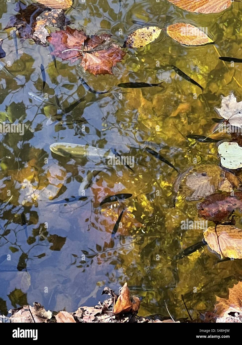 Fish in a small stream Stock Photo - Alamy