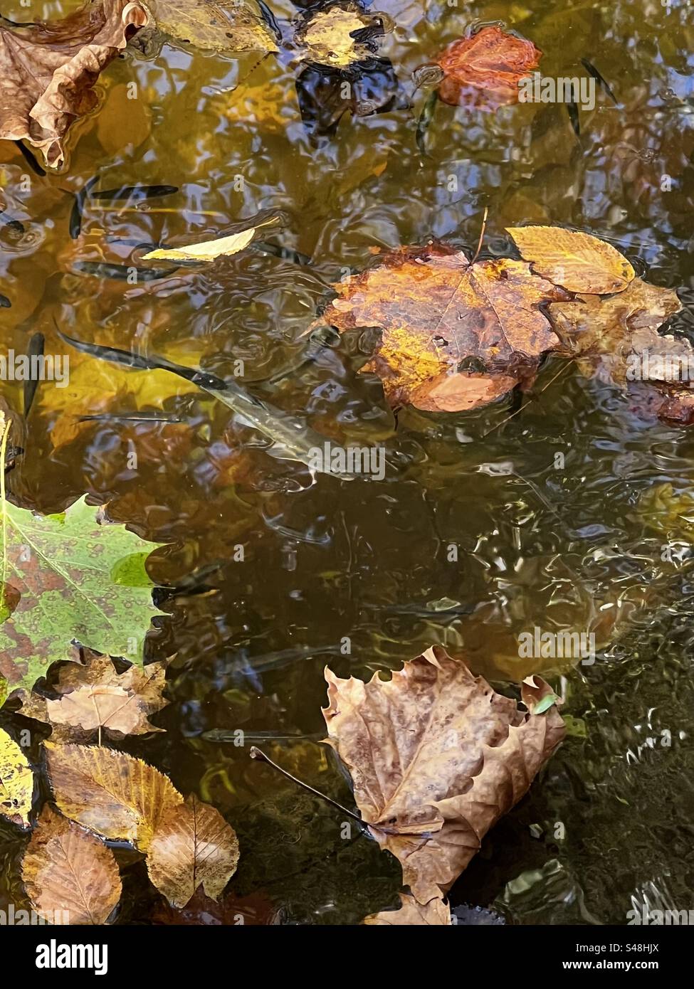 Water fall fish hi-res stock photography and images - Alamy