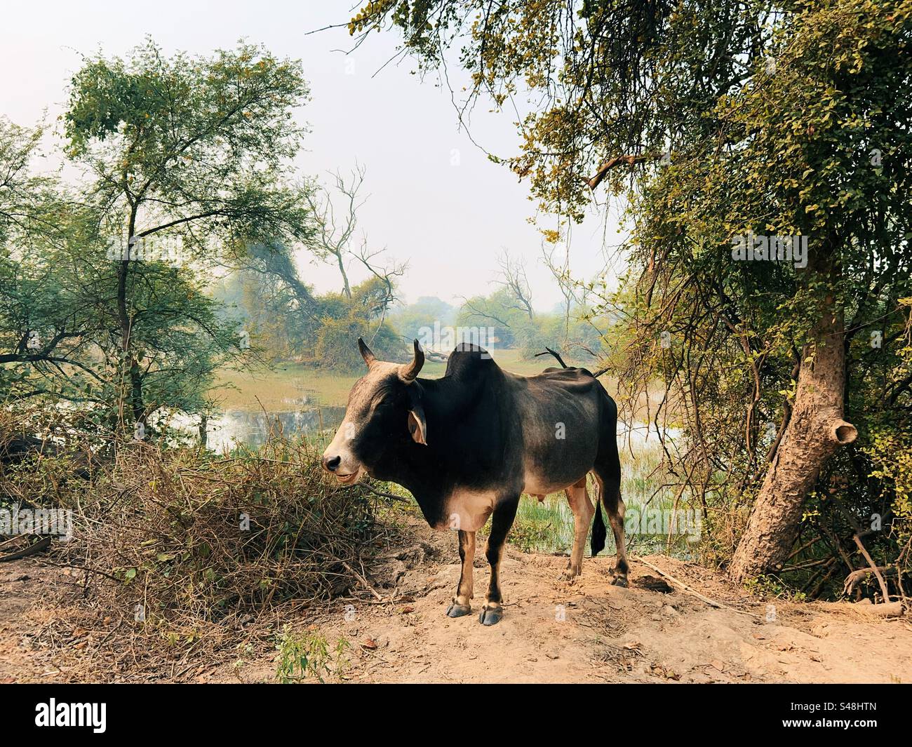 Bull stands hi-res stock photography and images - Alamy