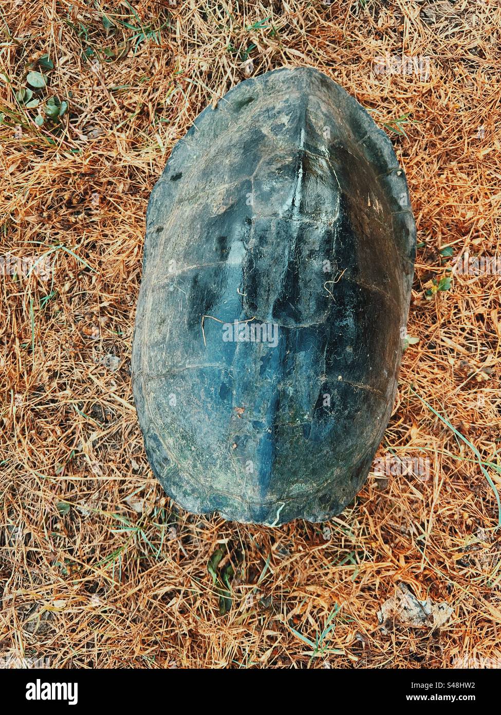 The shell of a turtle Stock Photo - Alamy