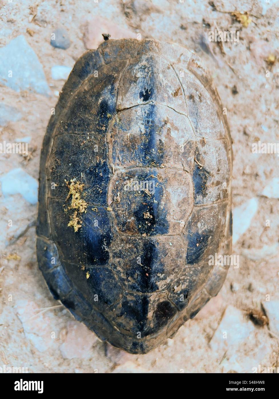 Turtle shell hi-res stock photography and images - Alamy