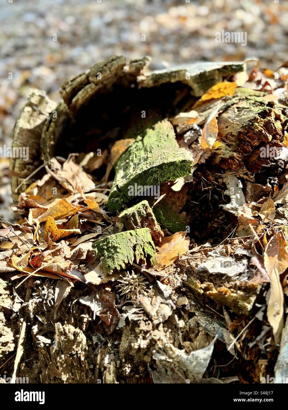 Dead tree bark hi-res stock photography and images - Alamy