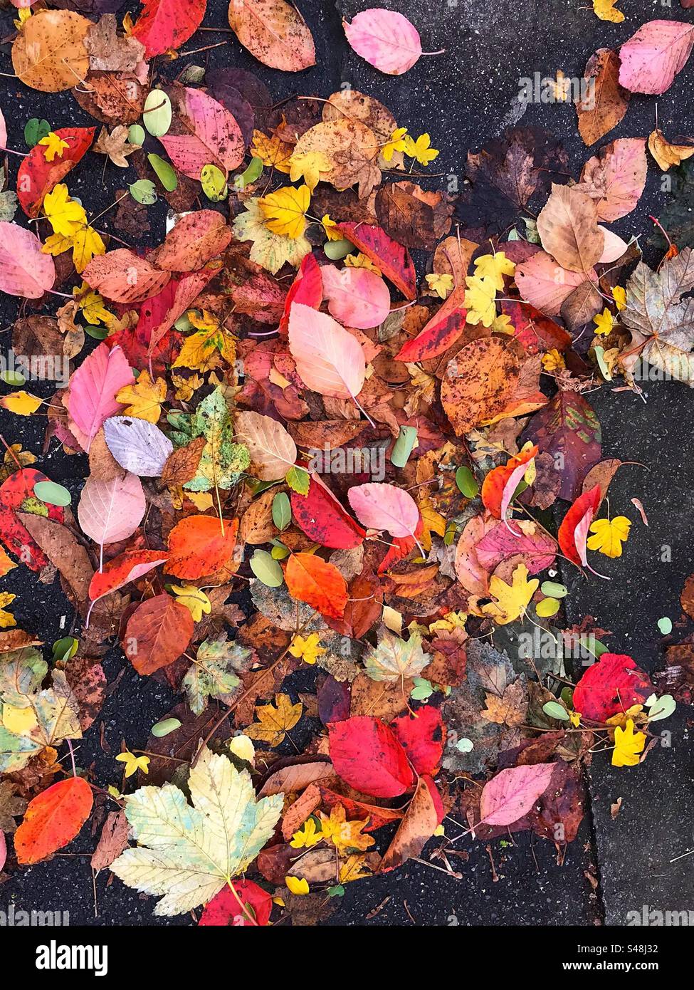 Colourful Autumn leaves Stock Photo - Alamy