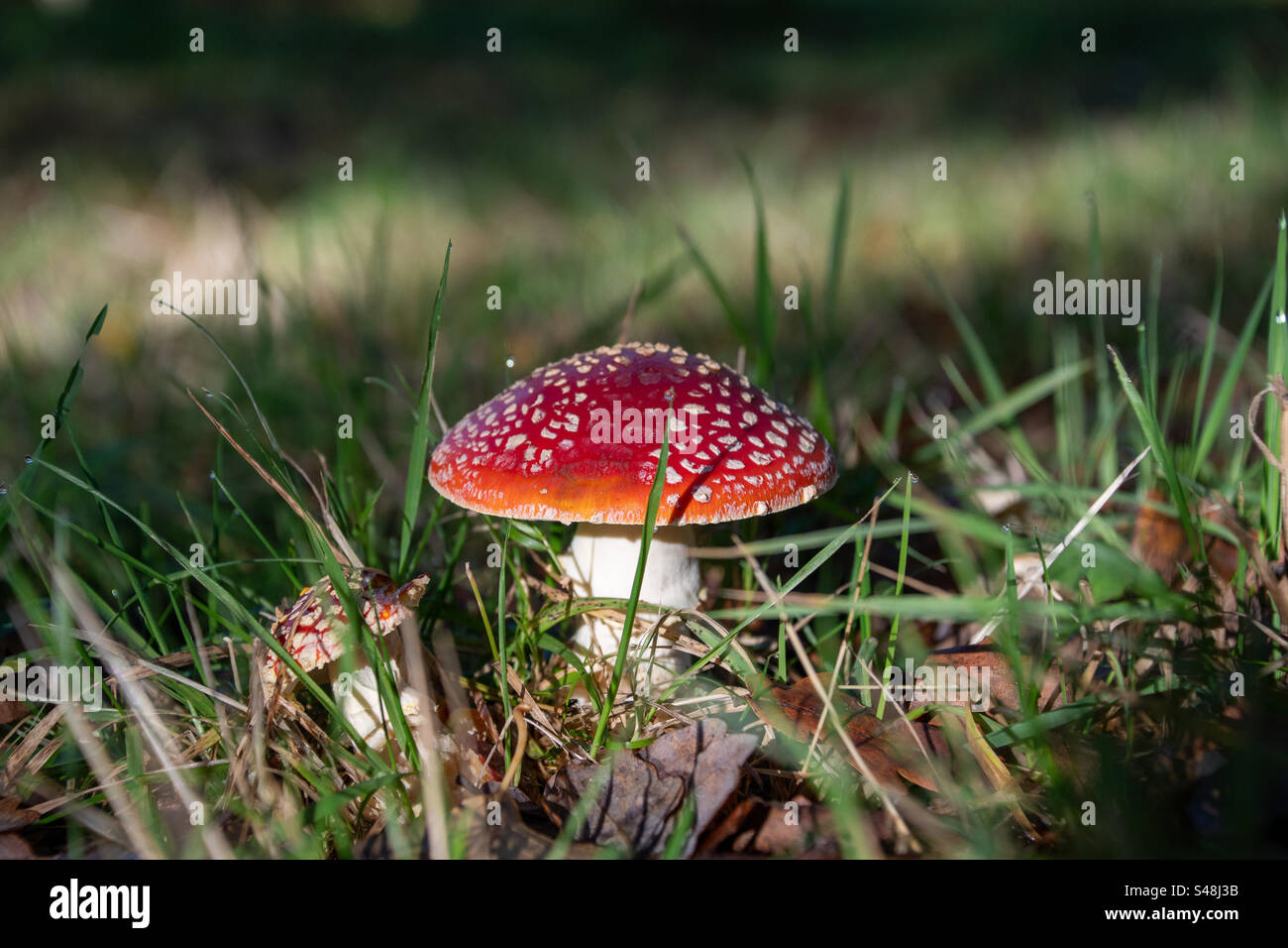 Toadstall hi-res stock photography and images - Alamy