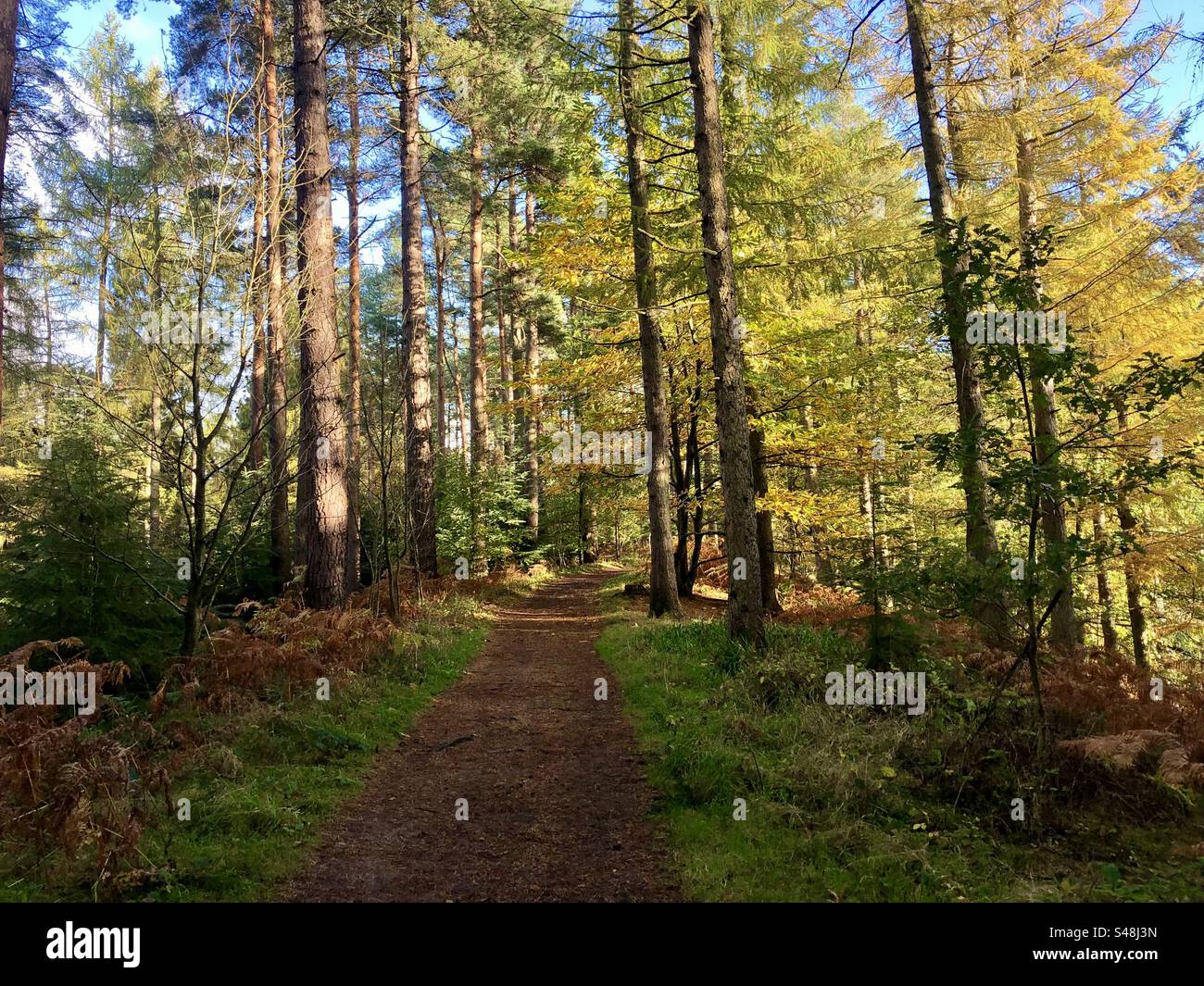 Woods forest path autumn walk hi-res stock photography and images - Alamy