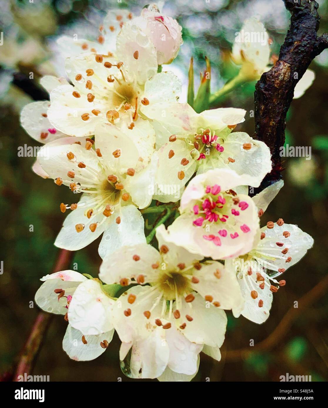 A clump of white and pink cherry blossom flowers on a tree. The bark is ...