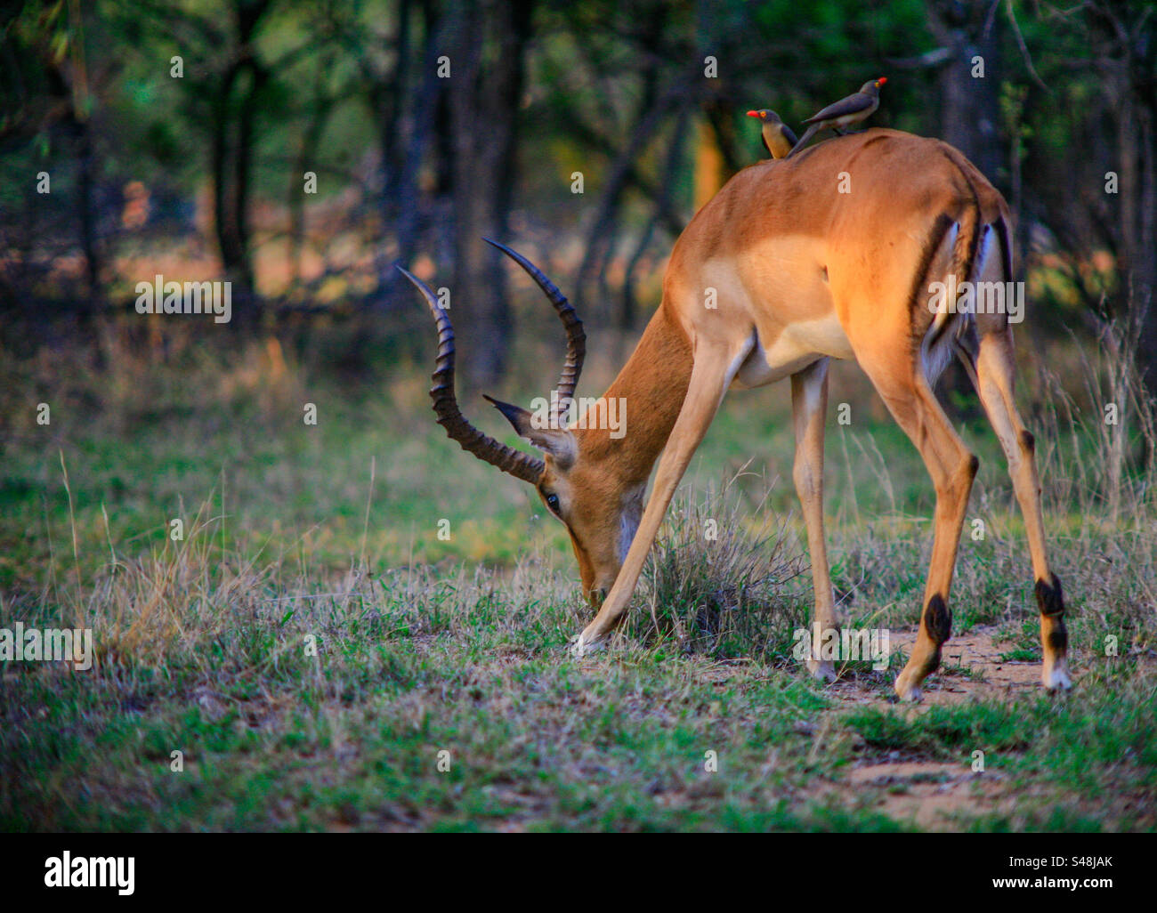Back of impala hi-res stock photography and images - Alamy