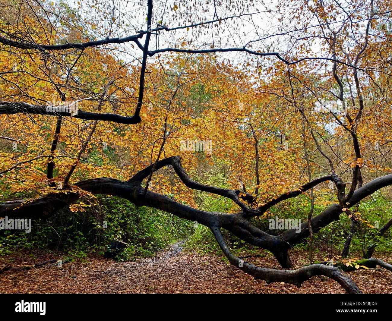 Autumnal scene with fallen down tree and orange leaves in woodland ...