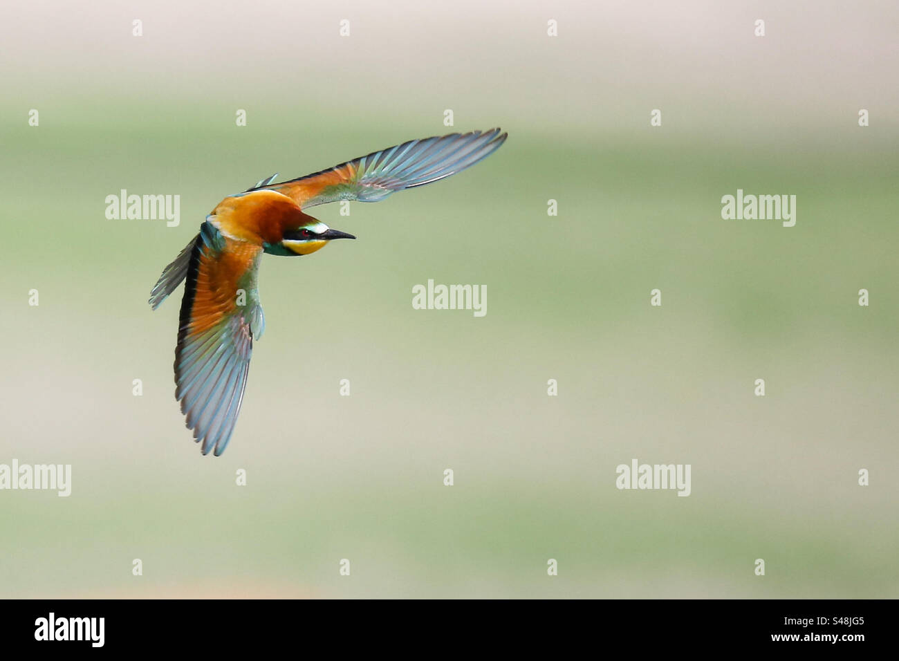 Bee-eater flying. The most colored bird Stock Photo - Alamy