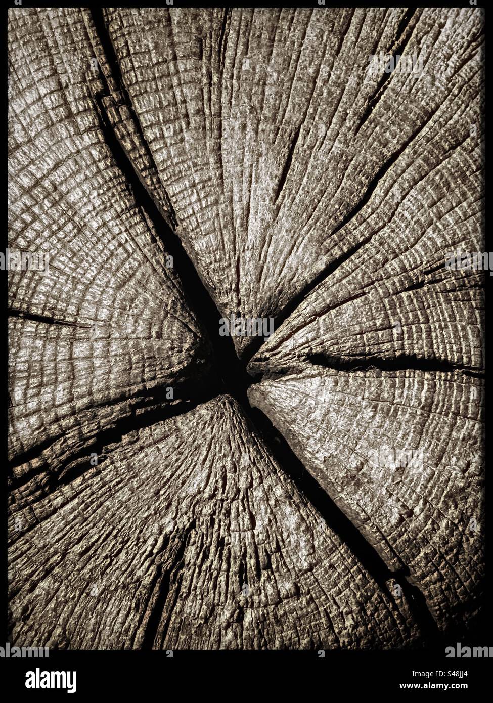 Textured log section Stock Photo - Alamy